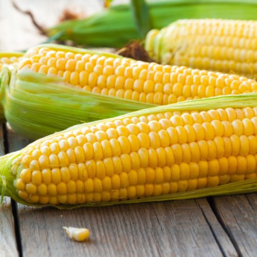 Illinois Sweet Corn